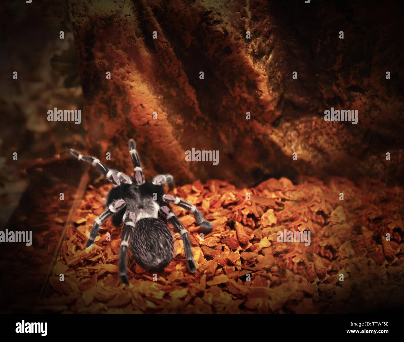 Tarantula in terrarium Stock Photo - Alamy