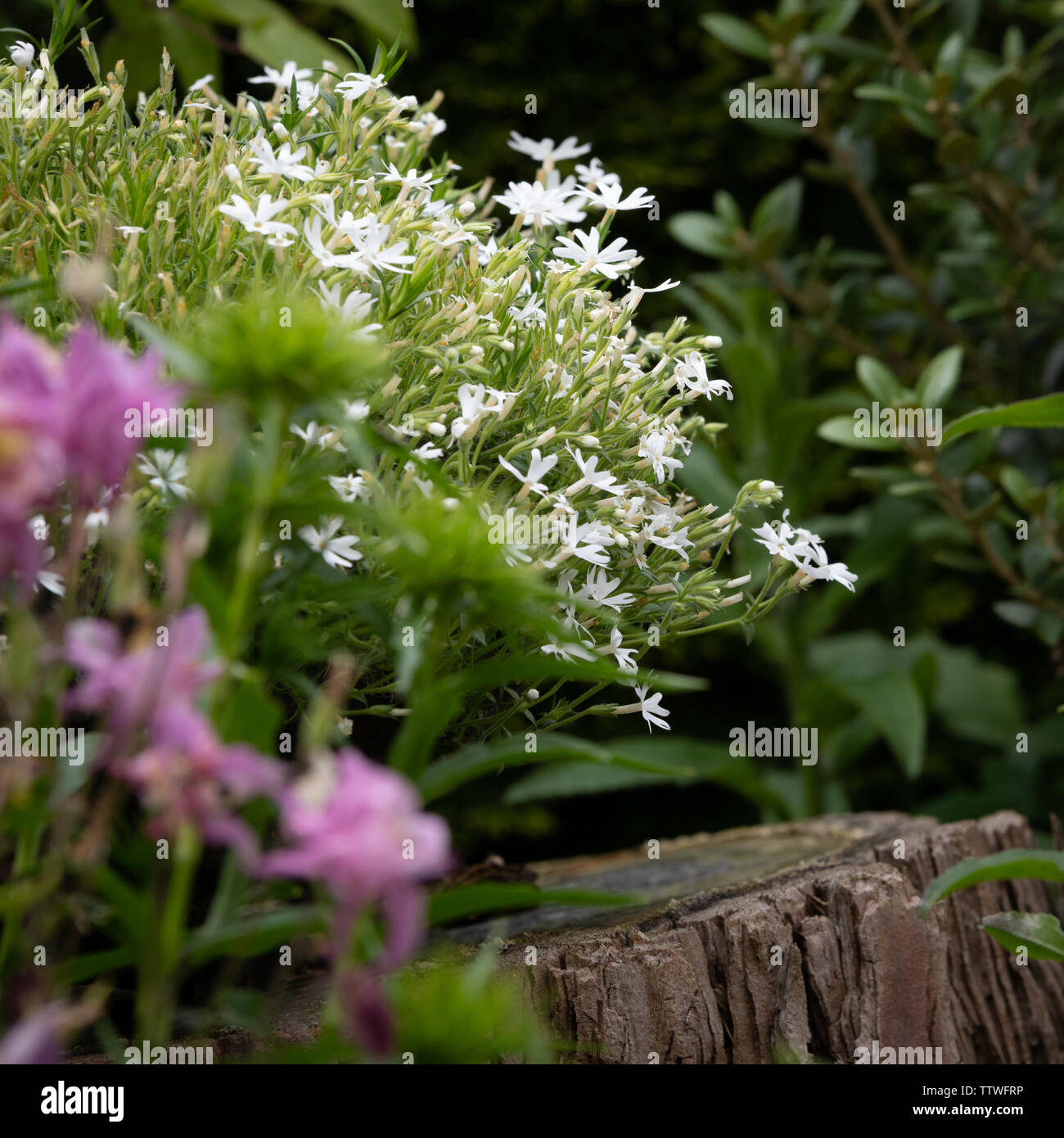 Subulata phlox hi-res stock photography and images - Alamy