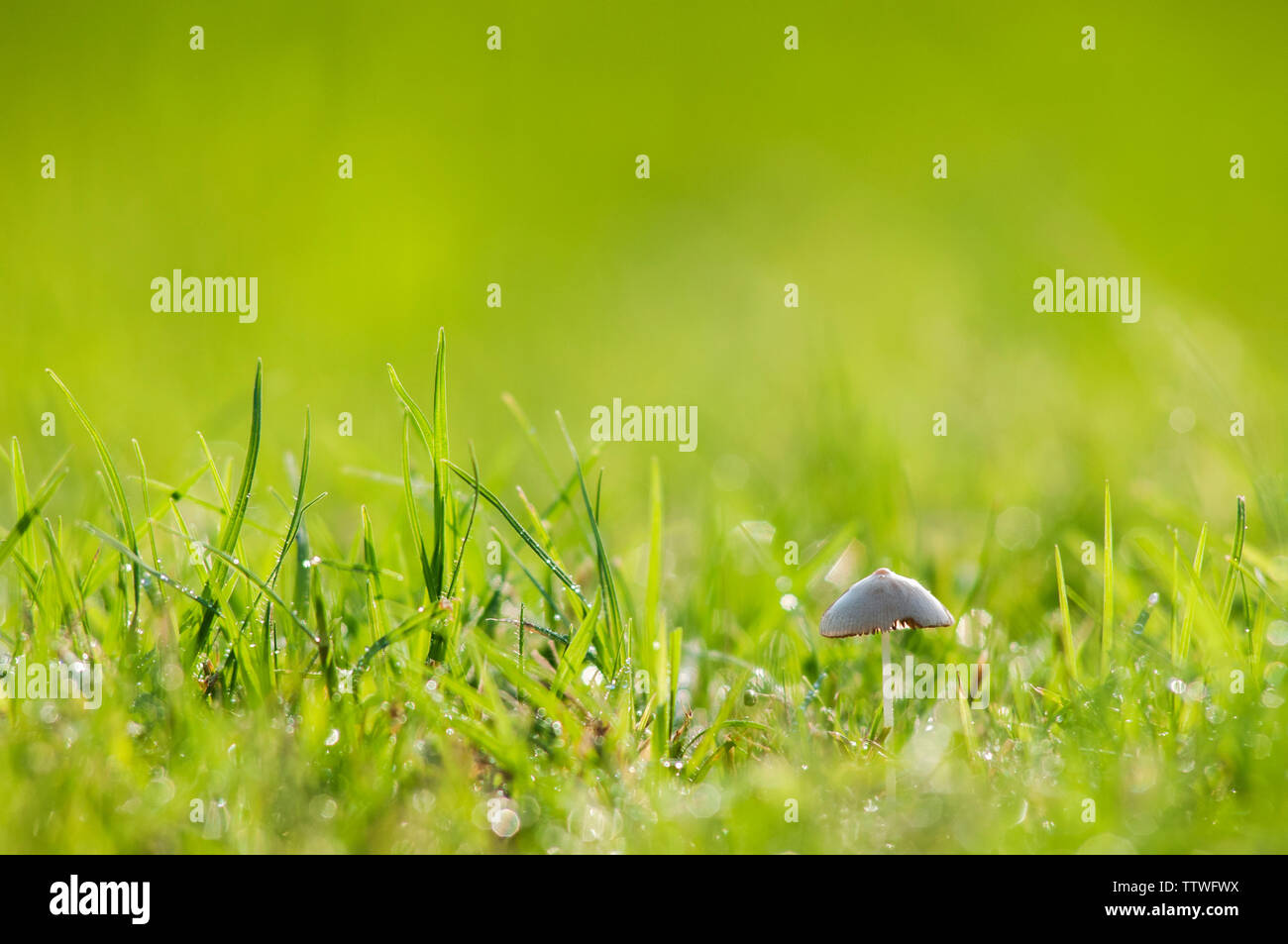 A set of microphotographs of mushrooms in the rain Stock Photo - Alamy