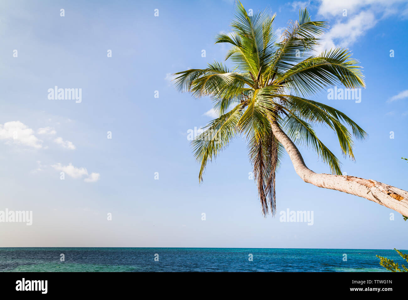 Island coconut trees Stock Photo - Alamy