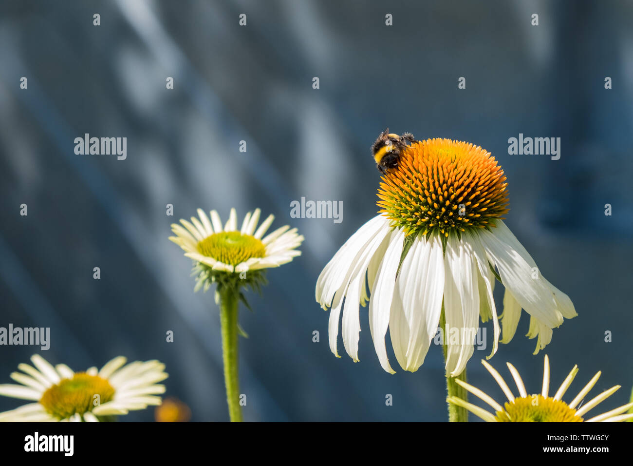 White bee flowering hi-res stock photography and images - Alamy