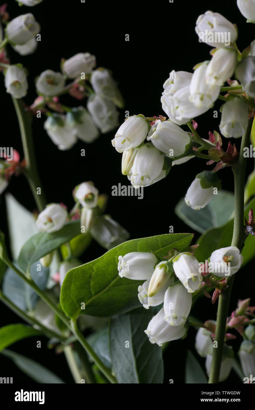 All stages of blueberry flowers and fruit Stock Photo - Alamy