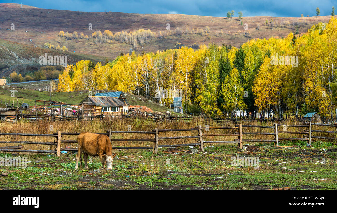 Autumn of the grasses Stock Photo - Alamy