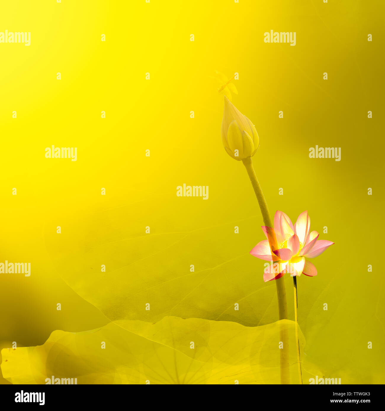 Golden lotus hi-res stock photography and images - Alamy