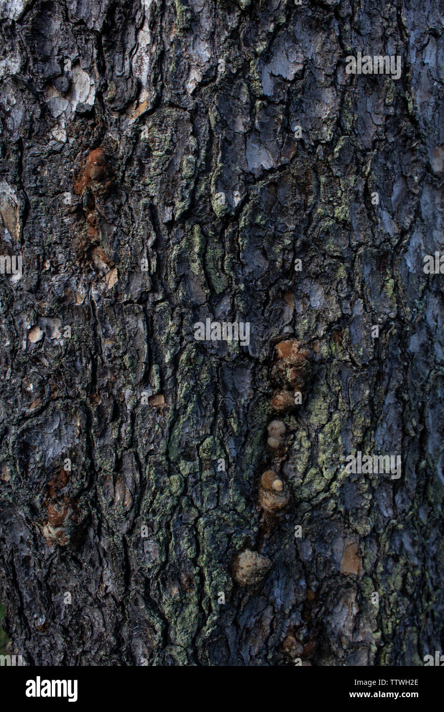Tree Bark Texture Stock Photo - Alamy