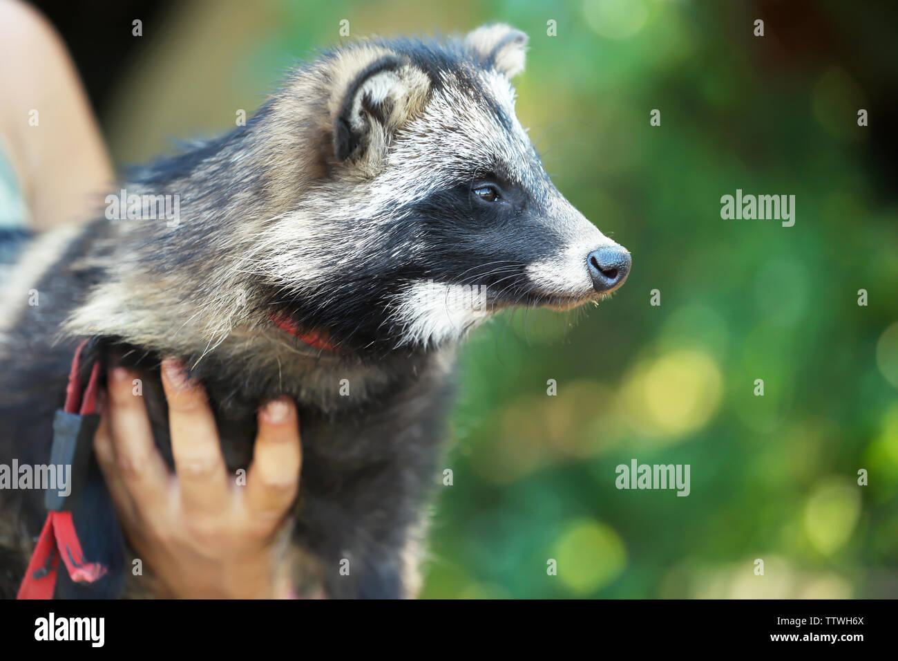 Cute domestic raccoon dog outdoors on blurred background Stock Photo ...