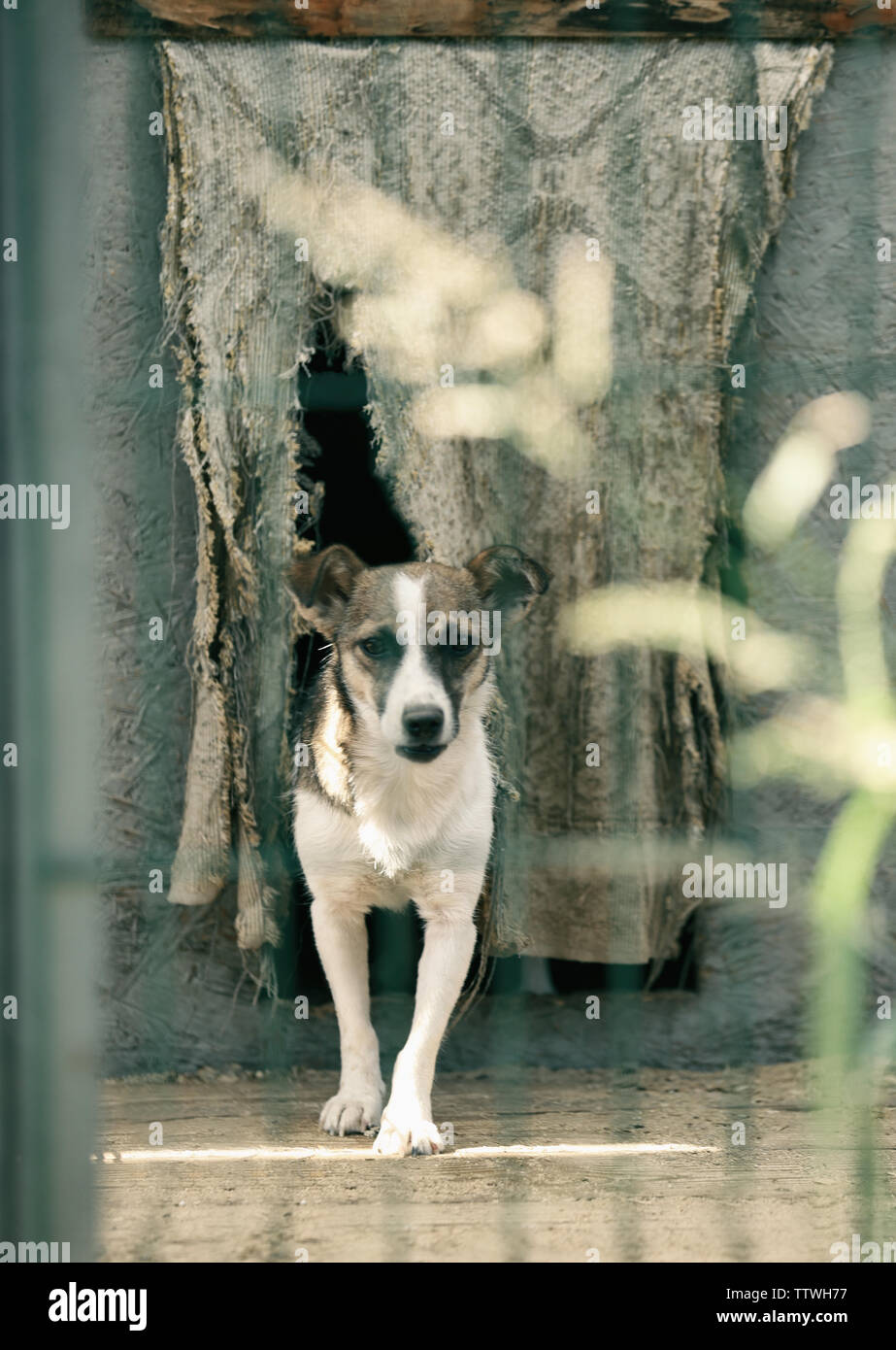 Homeless dog in animal shelter Stock Photo - Alamy