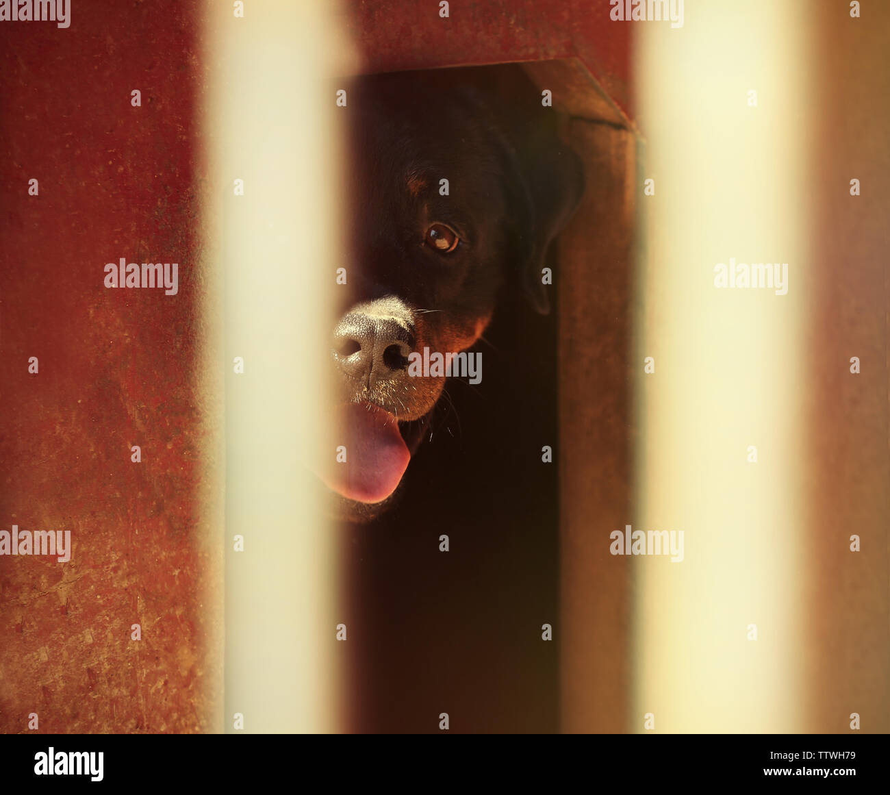 Pet hiding cage hi-res stock photography and images - Alamy