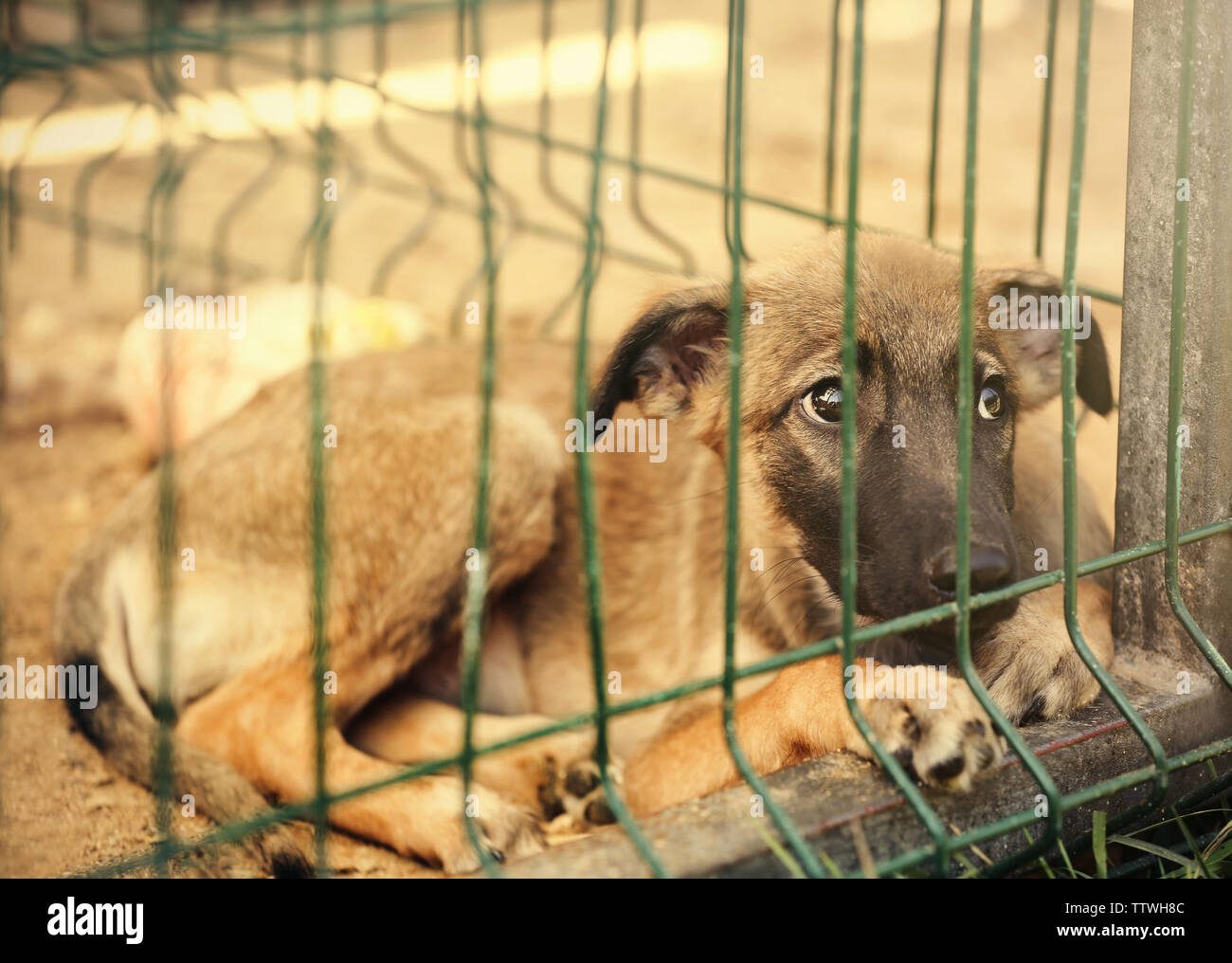 Little homeless puppy in animal shelter cage Stock Photo - Alamy