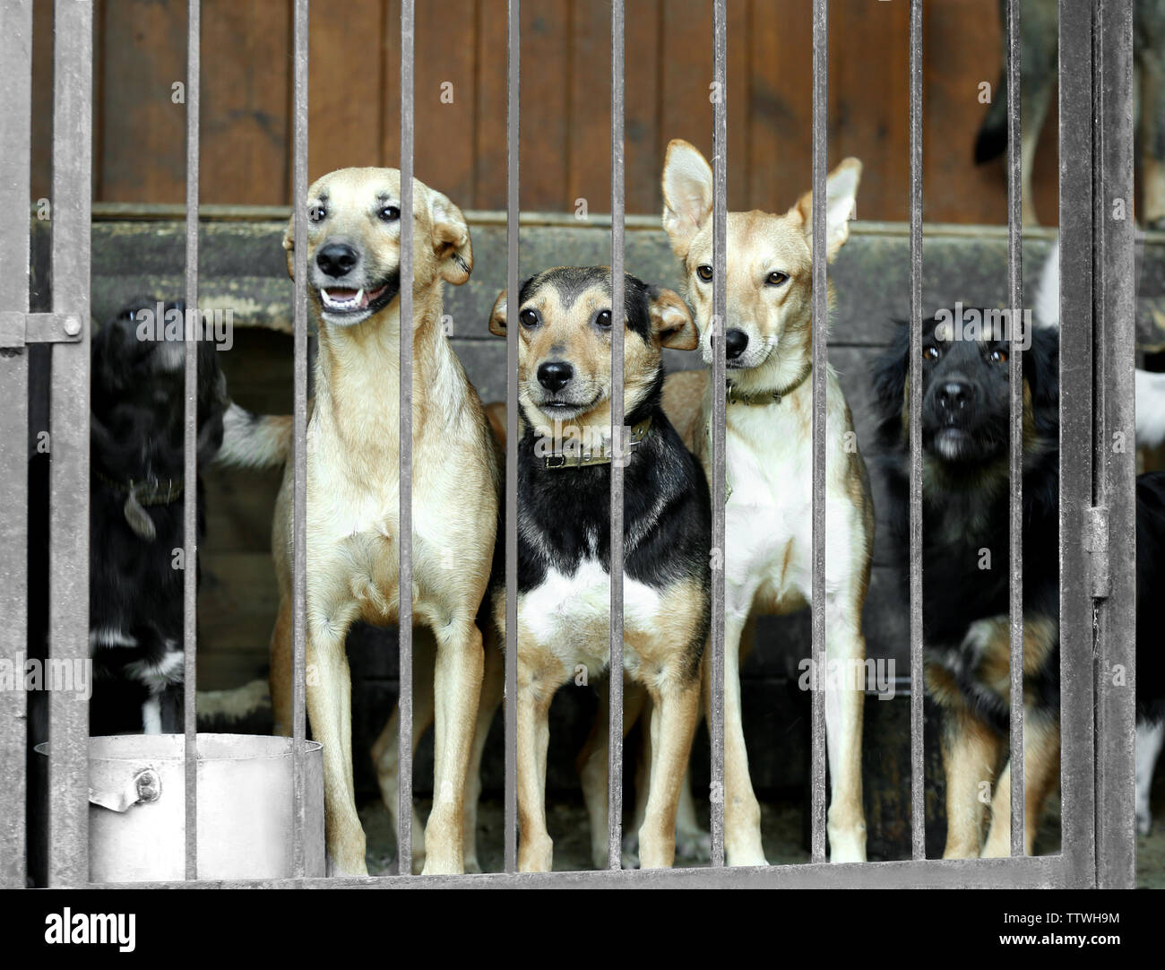 Homeless dogs in animal shelter cage Stock Photo - Alamy