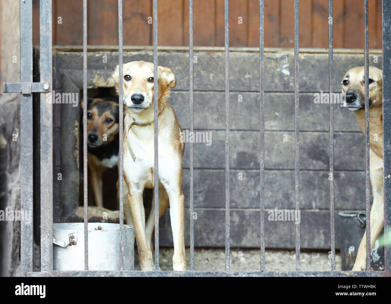 Homeless dogs in animal shelter cage Stock Photo - Alamy