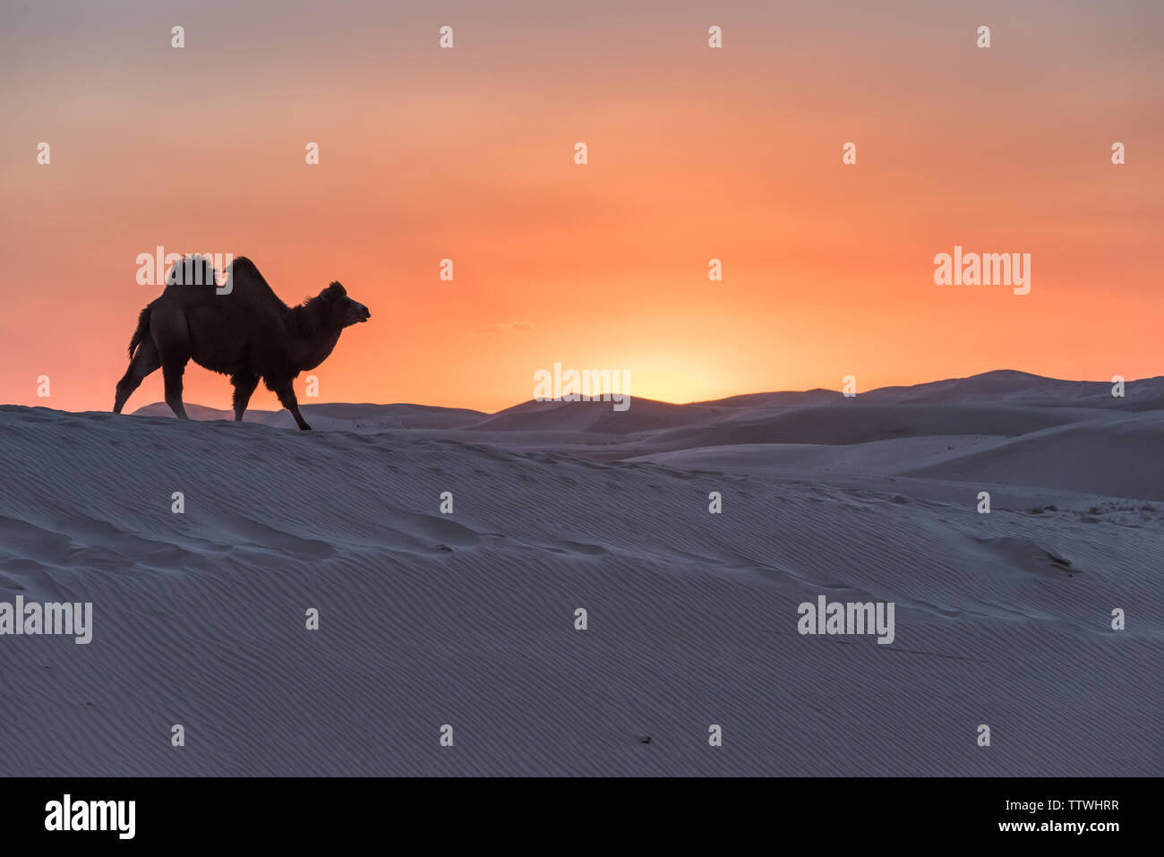 Desert camels in the setting sun Stock Photo - Alamy