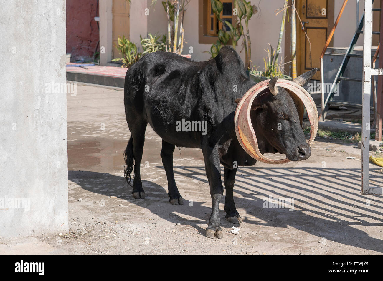 Hungry black cow with garbage can lid on the city street of Rishikesh ...