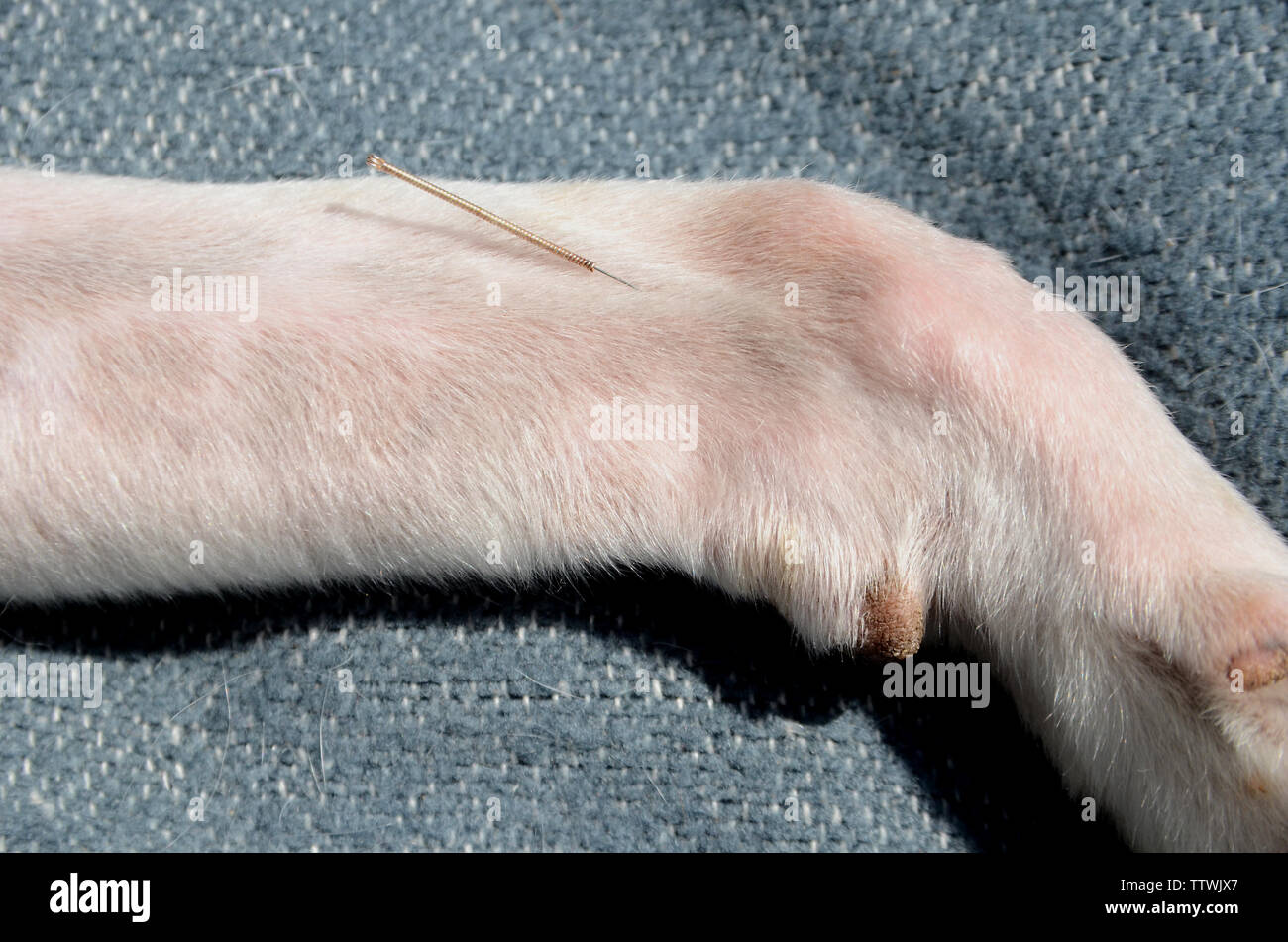 Ultra thin needle hi-res stock photography and images - Alamy