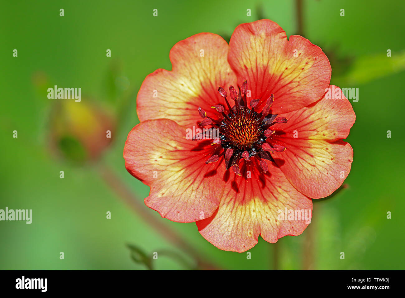 flower red and yellow colored Stock Photo - Alamy
