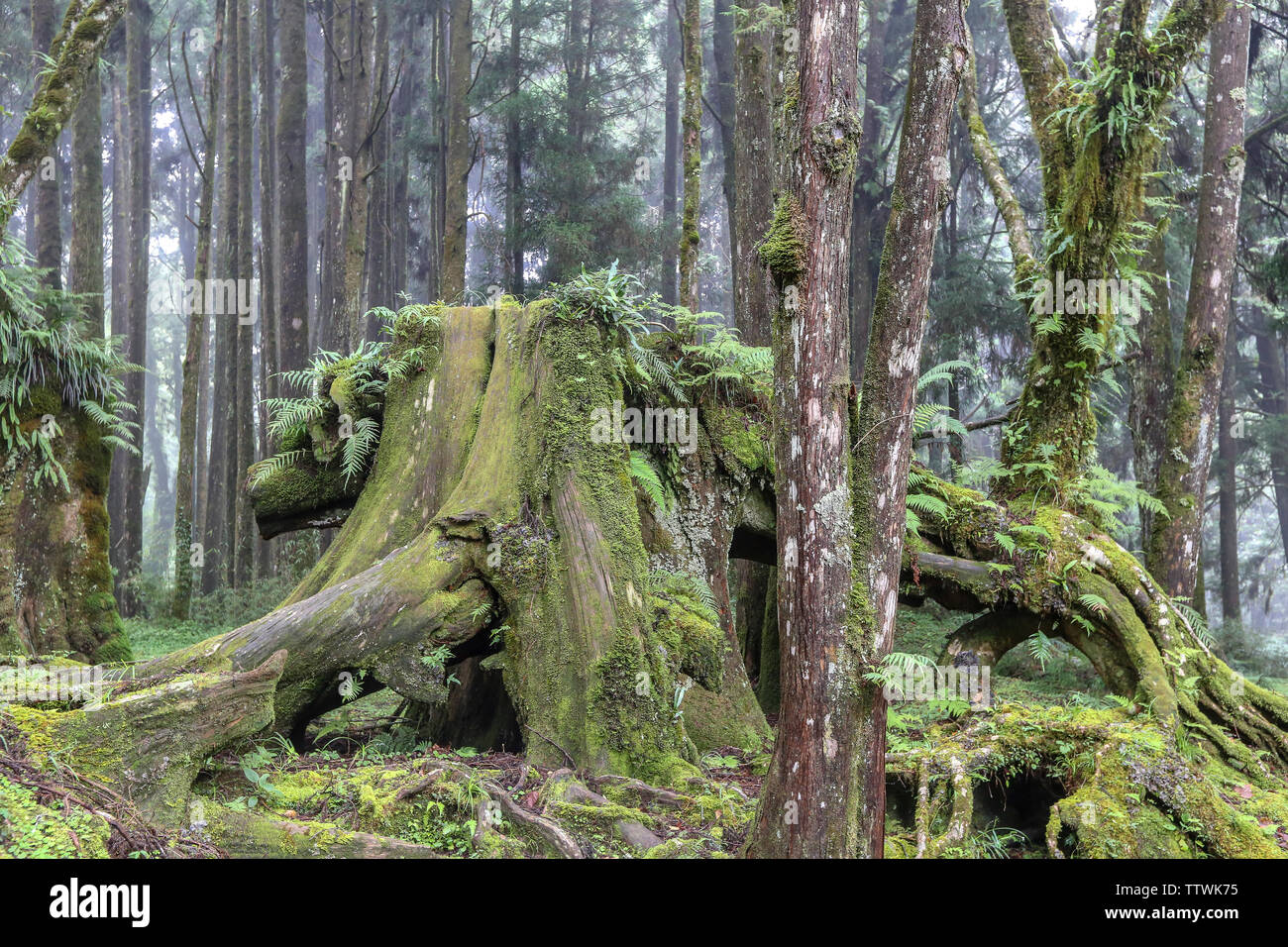 Tree fern taiwan hi-res stock photography and images - Alamy