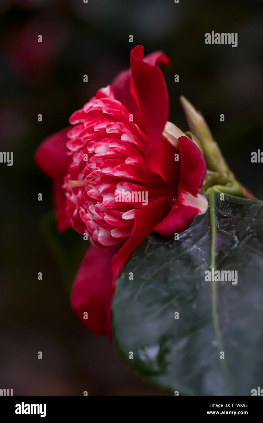 View beautiful japanese camellia hi-res stock photography and images ...