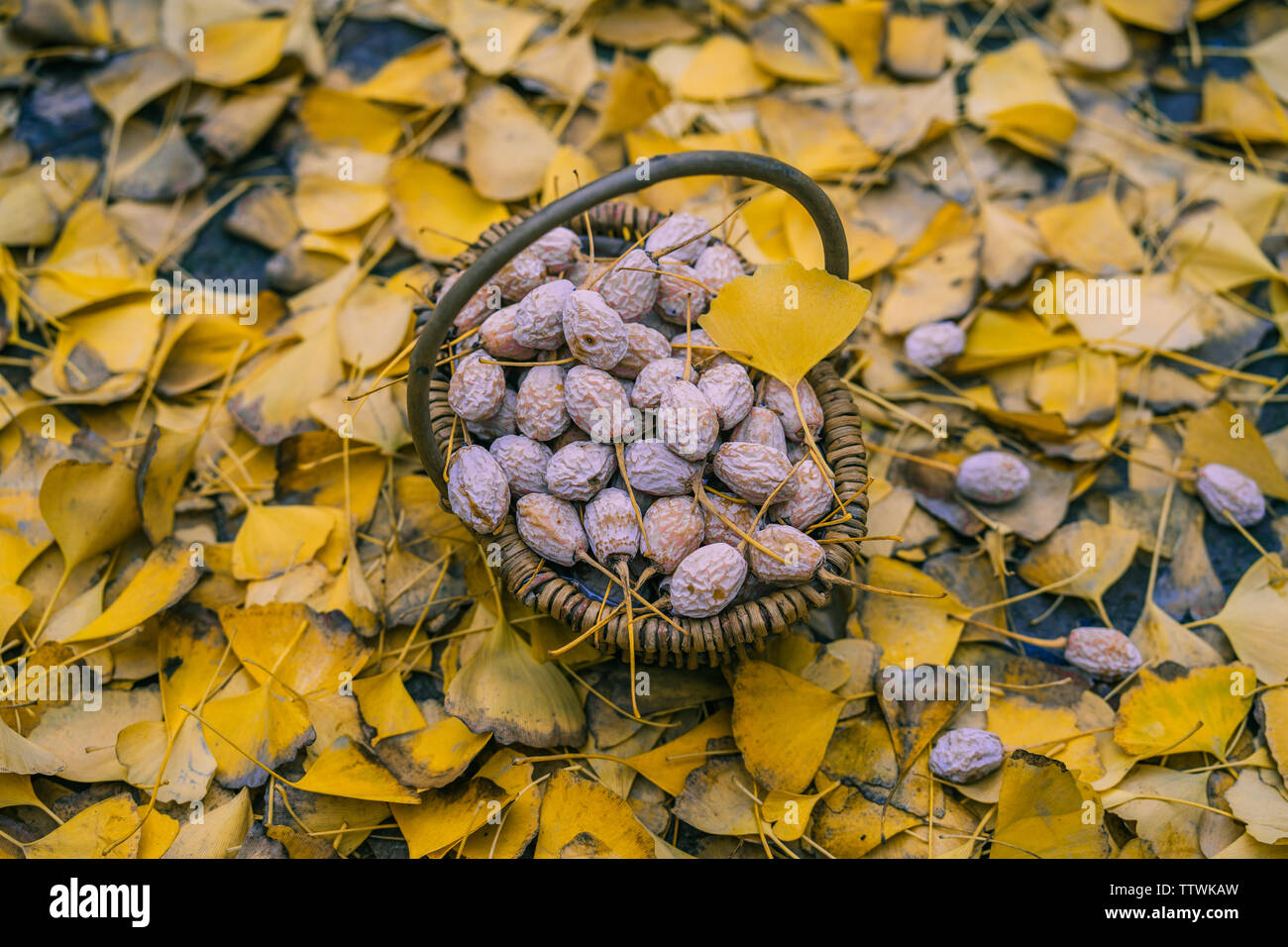 Ginkgo dried fruit Stock Photo - Alamy