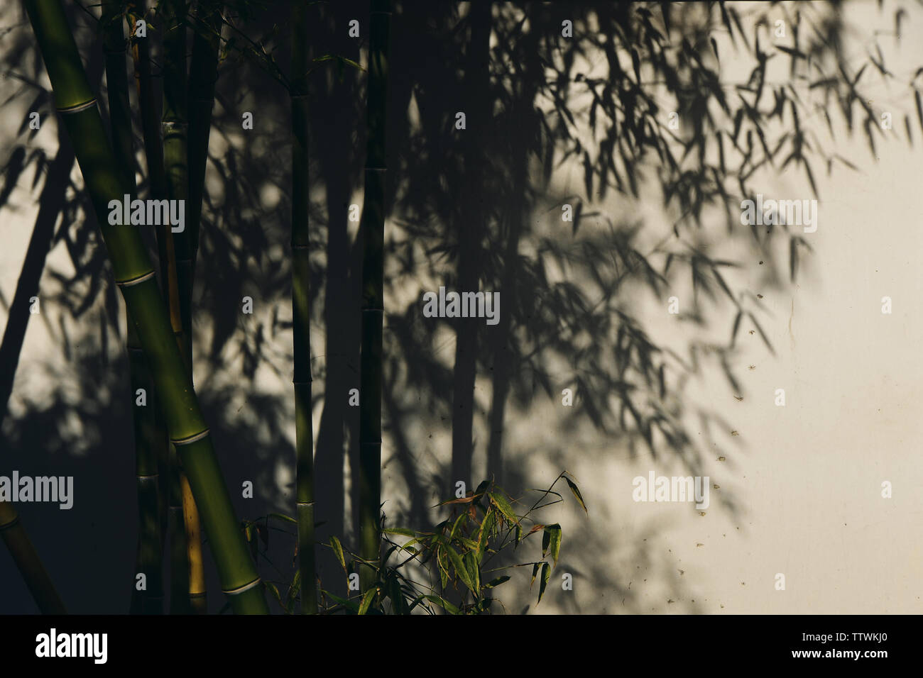 Bamboo shadow hi-res stock photography and images - Alamy