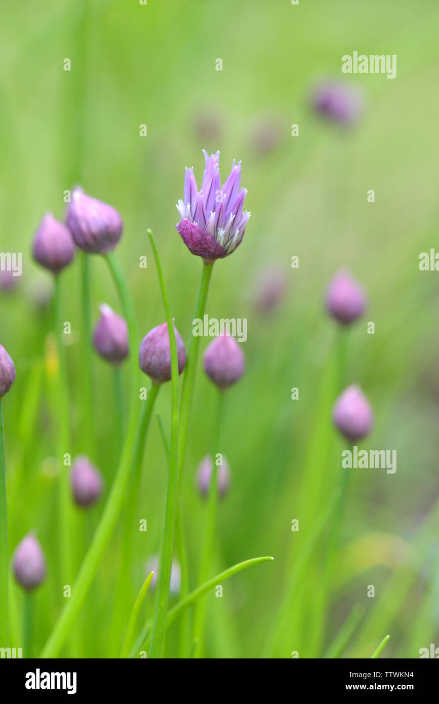 flower of chives blooming among buds on green background Stock Photo ...