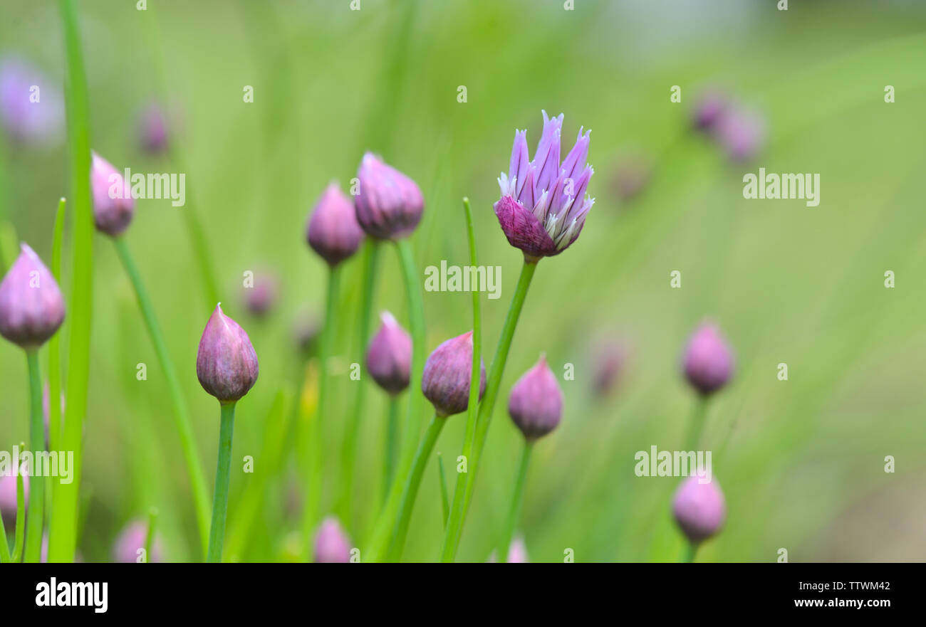 beautiful buds of chives blooming in green background Stock Photo - Alamy