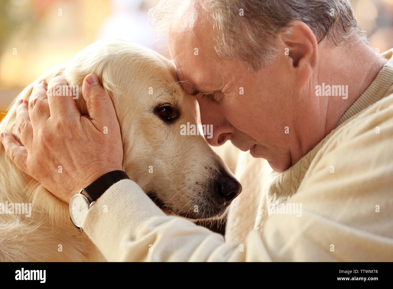 Big dog pet outside handsome hi-res stock photography and images - Alamy