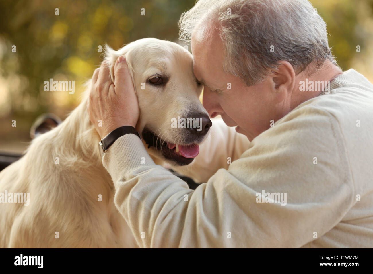 Big dog pet outside handsome hi-res stock photography and images - Alamy