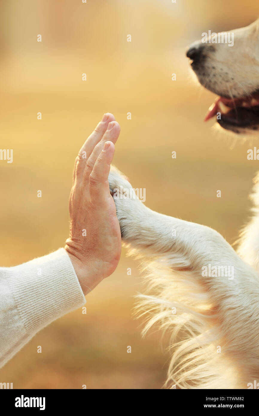Male hand and dog paw on blurred background. Friendship concept Stock ...