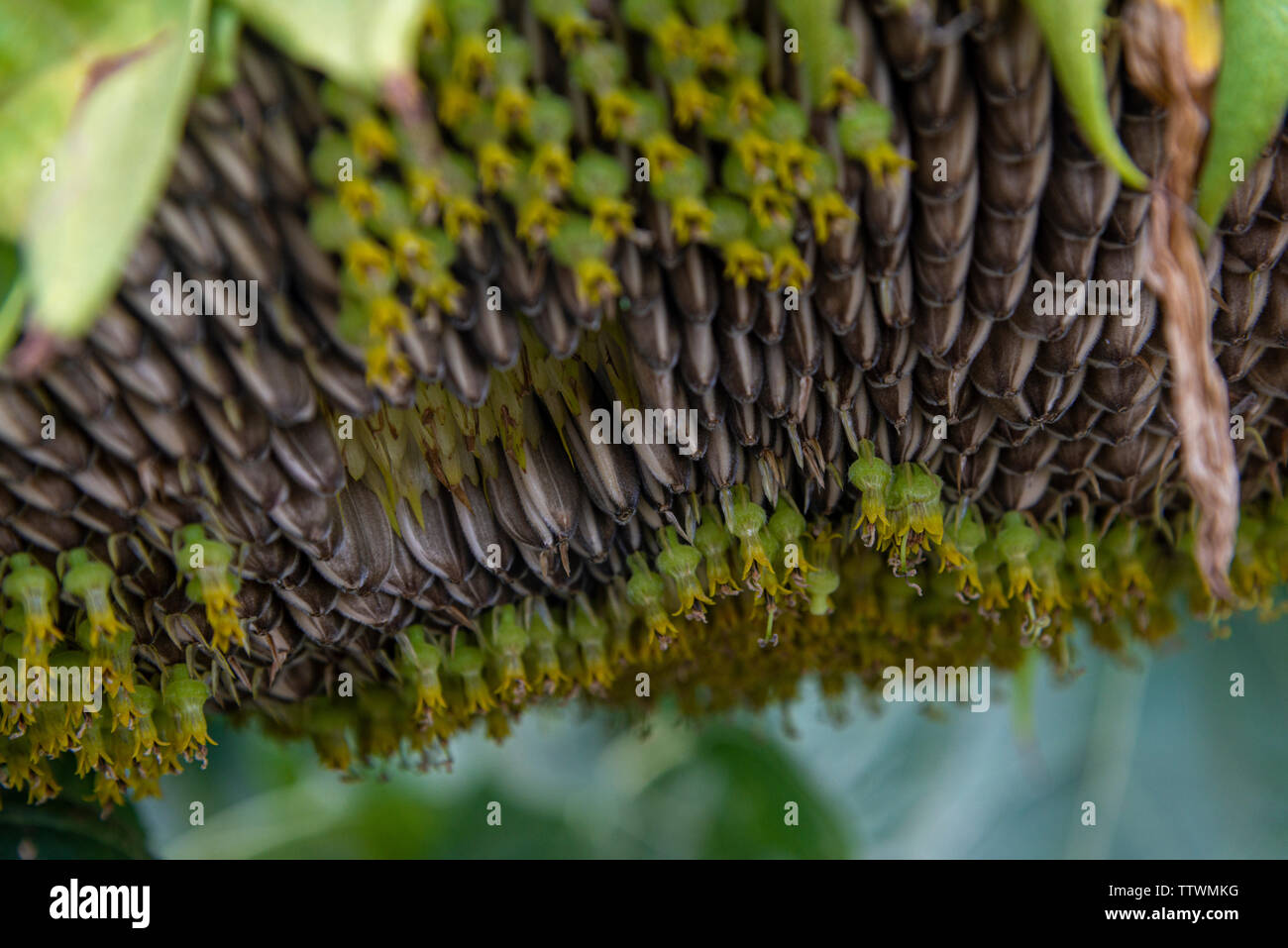 Sunflower seed farm hi-res stock photography and images - Alamy