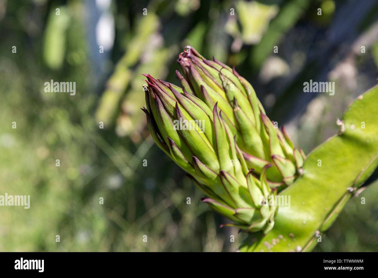 Local close-up of dragon fruit buds Stock Photo - Alamy
