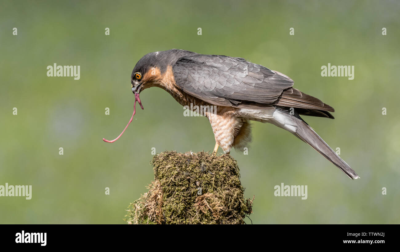 A male sparrowhawk perched on the top of an old tree trunk feeding and ...