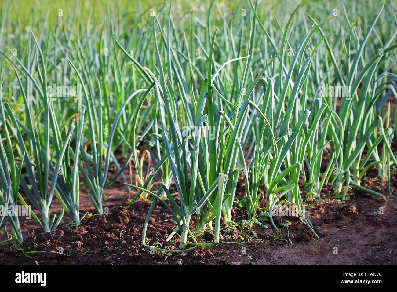 Young spring onion sprout on the field. Organically grown onions in the ...