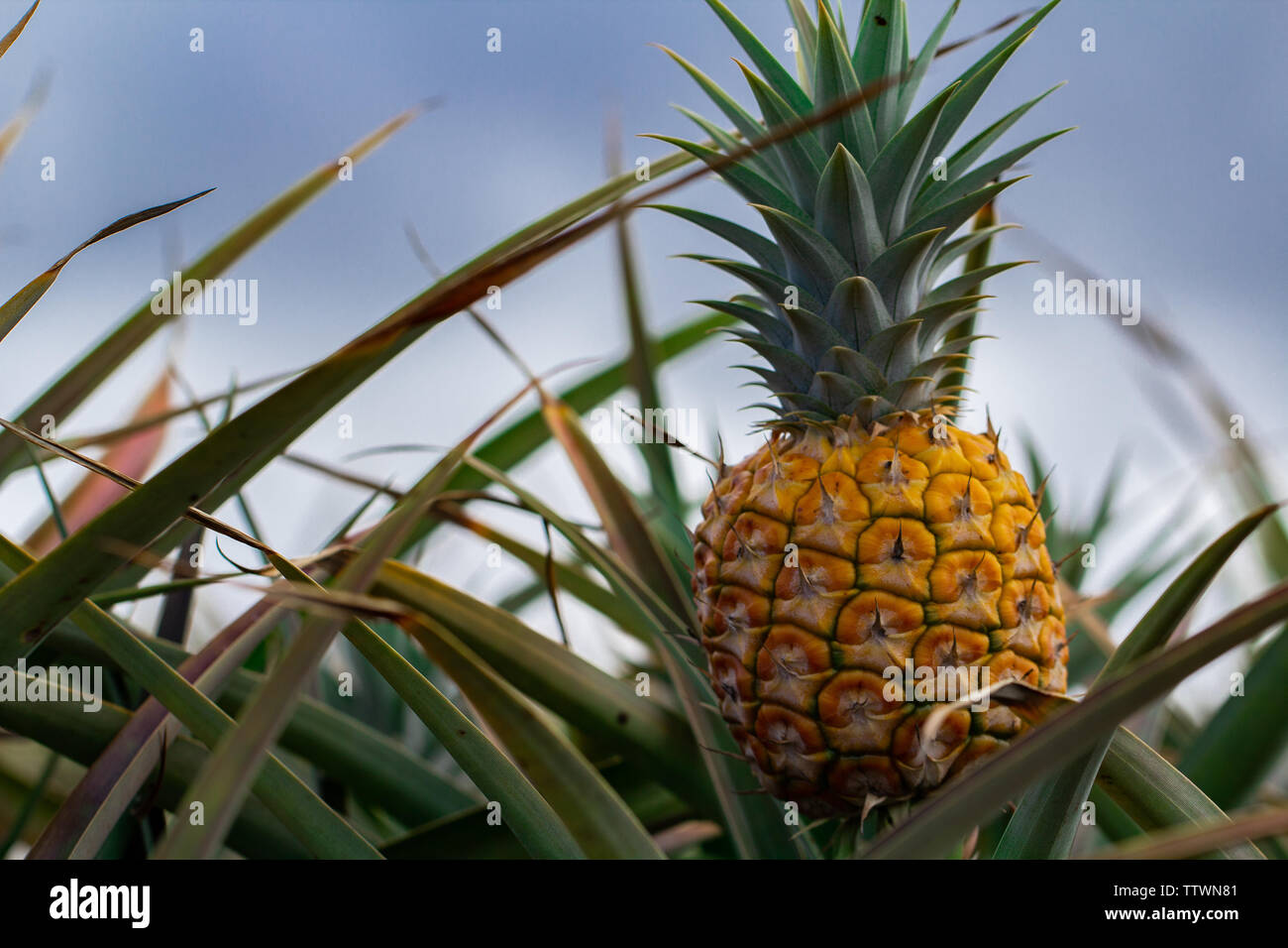 Pineapples growing in the field. Ready to be picked and eaten Stock ...