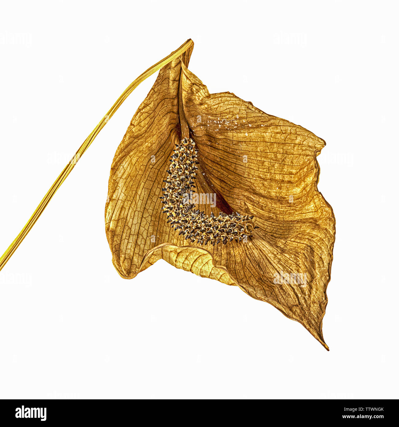 Close up peace flower Cut Out Stock Images & Pictures - Alamy