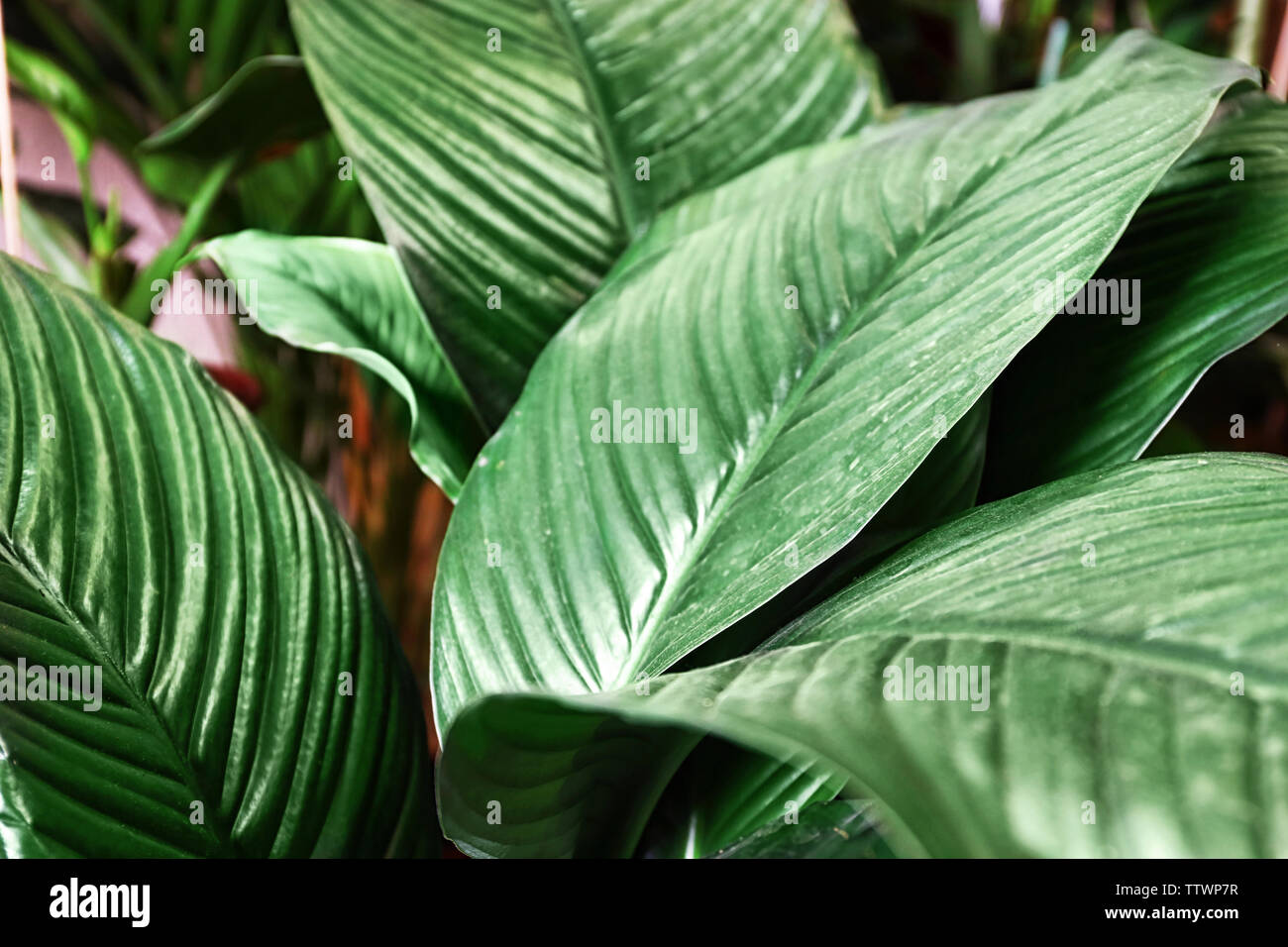 Plant with big green leaves, closeup Stock Photo - Alamy