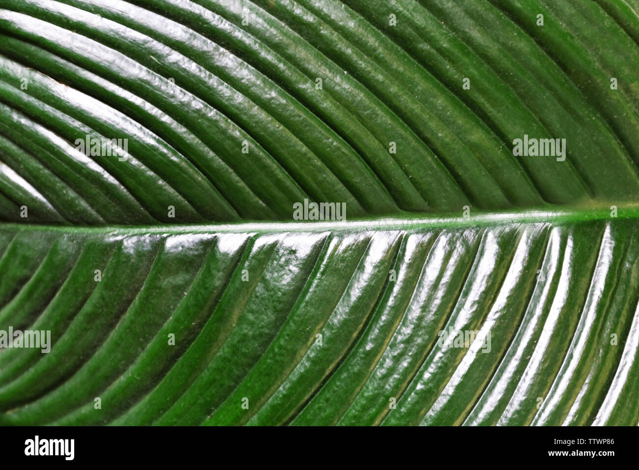 Green leaf textured background Stock Photo - Alamy