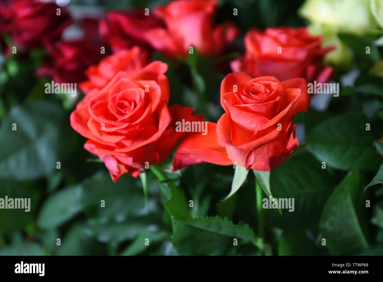 Fresh roses at floral shop, closeup Stock Photo - Alamy