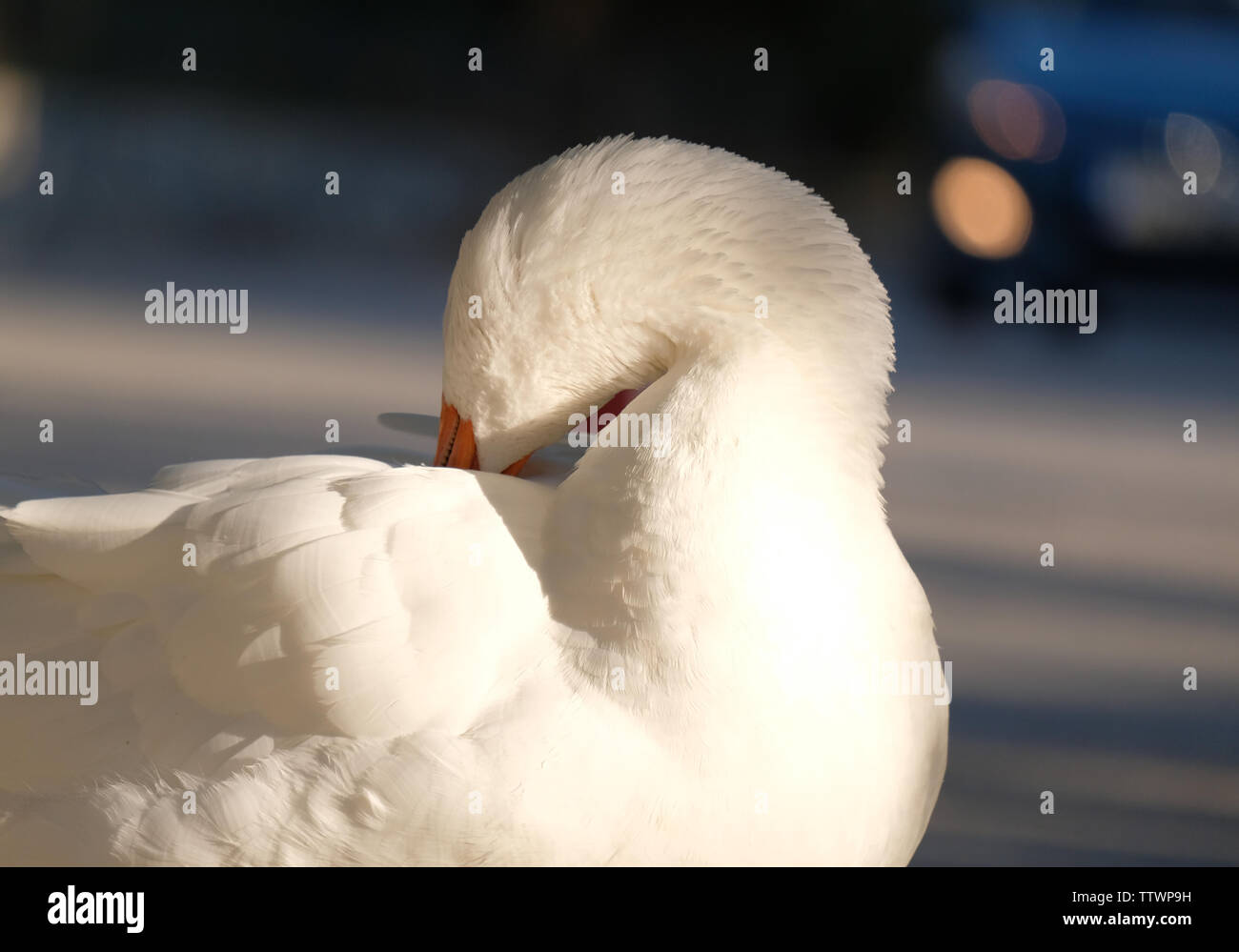 close-up of beautiful beautiful white duck on street in the evening ...