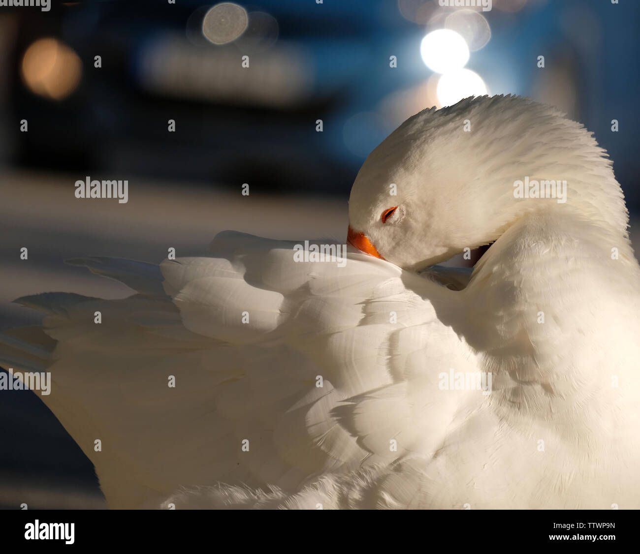 close-up of beautiful beautiful white duck on street in the evening ...