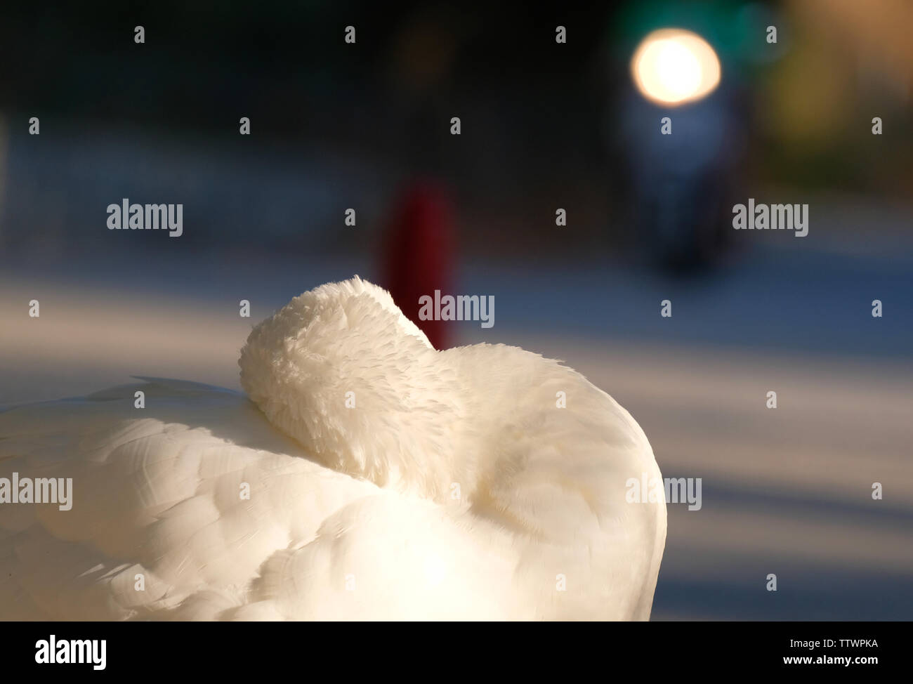 close-up of beautiful beautiful white duck on street in the evening ...