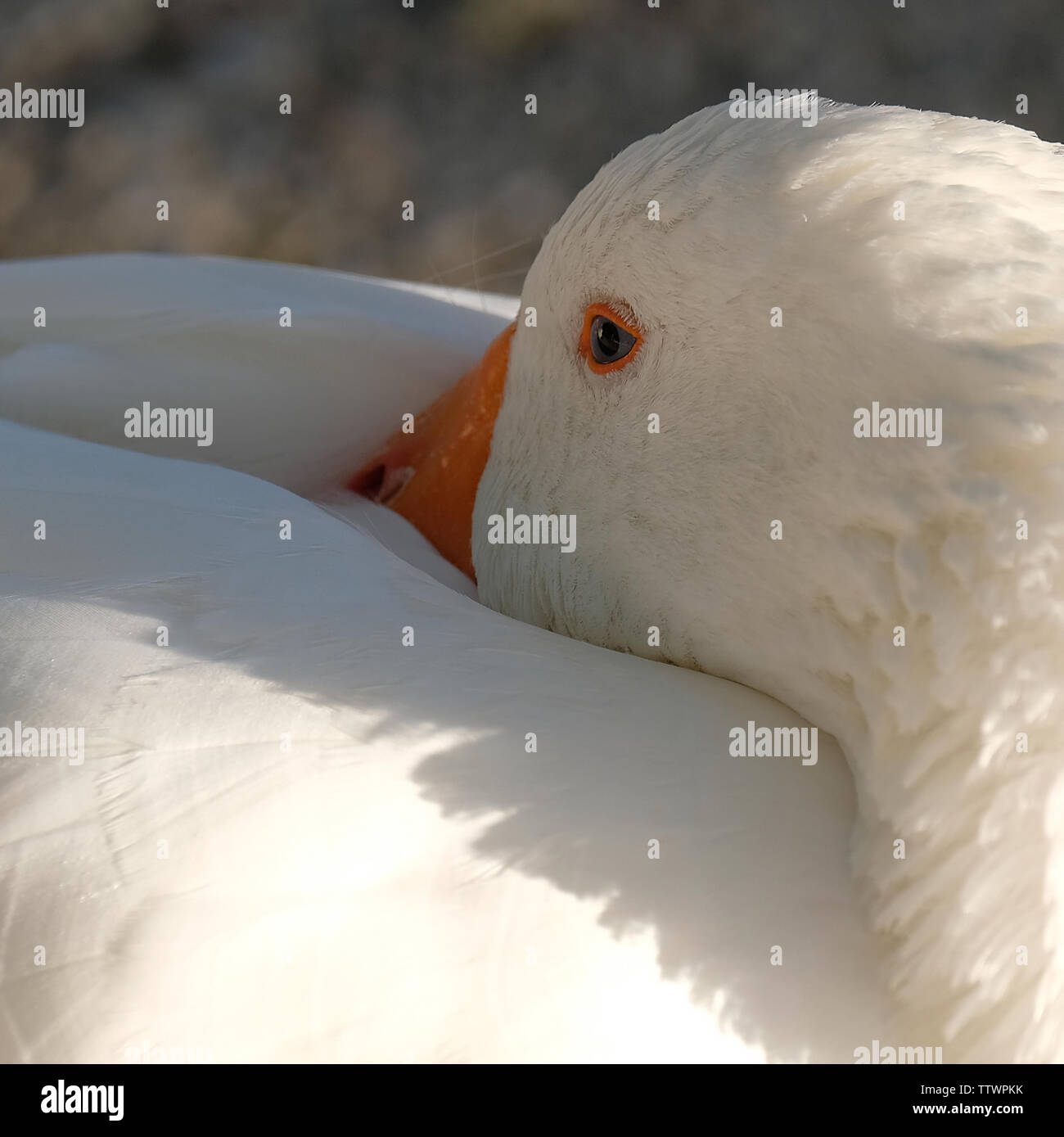 White duck with orange beak hi-res stock photography and images - Alamy