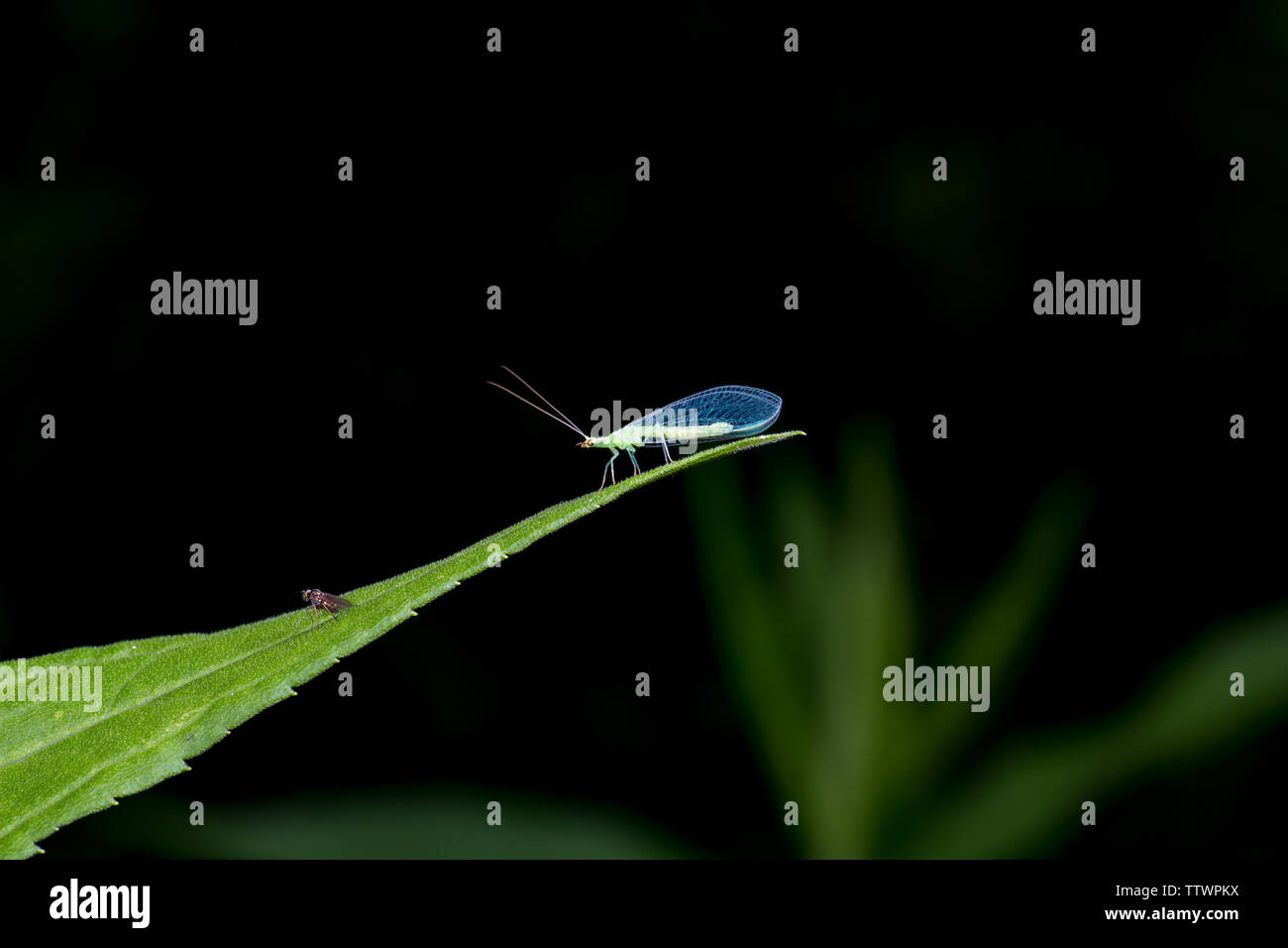 Lacewing flies hi-res stock photography and images - Alamy