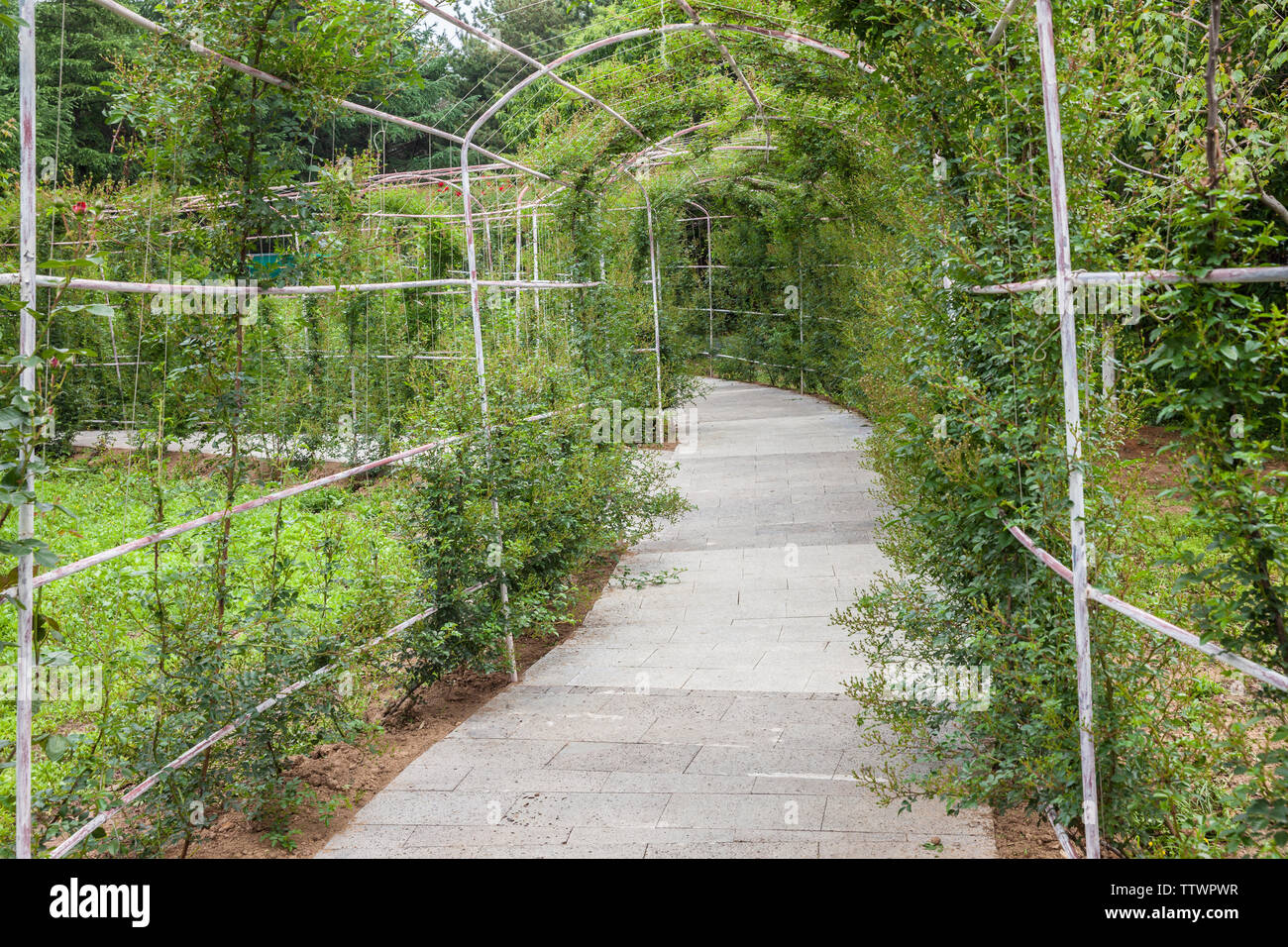 Rose Rose shed path Stock Photo - Alamy