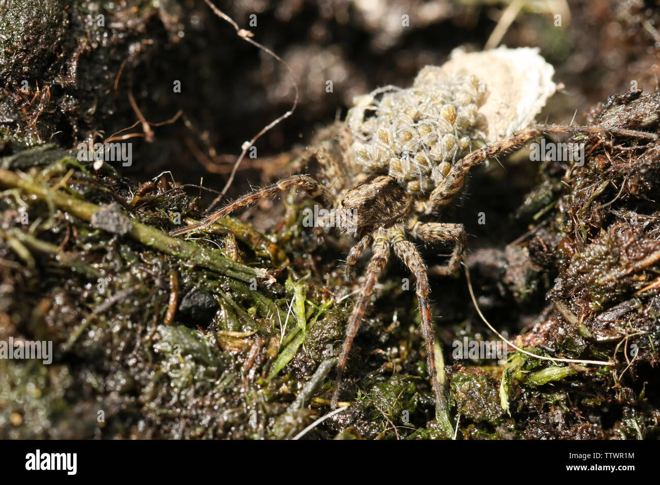 A magnificent Wolf Spider, Pardosa, carrying its babies on its back ...