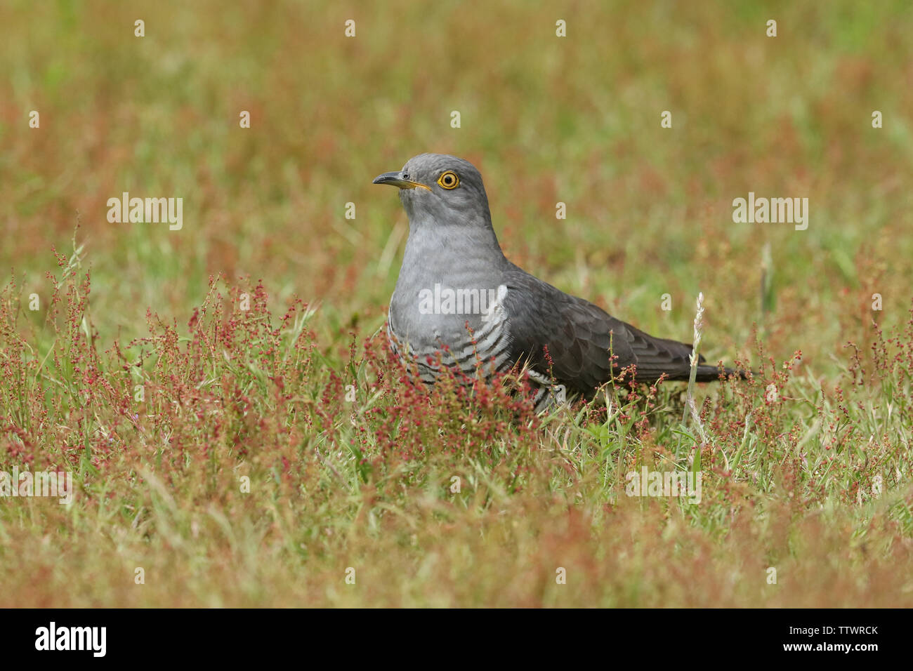 Moor moorland bird british cuckoo hi-res stock photography and images ...
