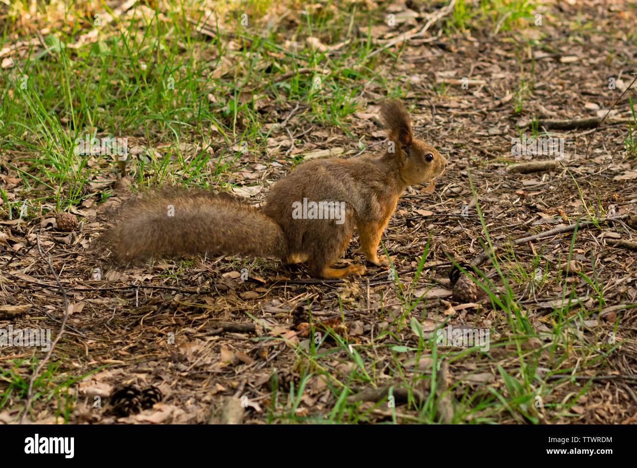 wild red squirrel with a bushy tail in the woods Stock Photo - Alamy