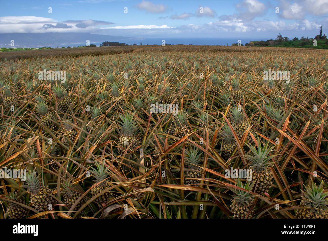 Pineapples growing in the field. Ready to be picked and eaten Stock ...