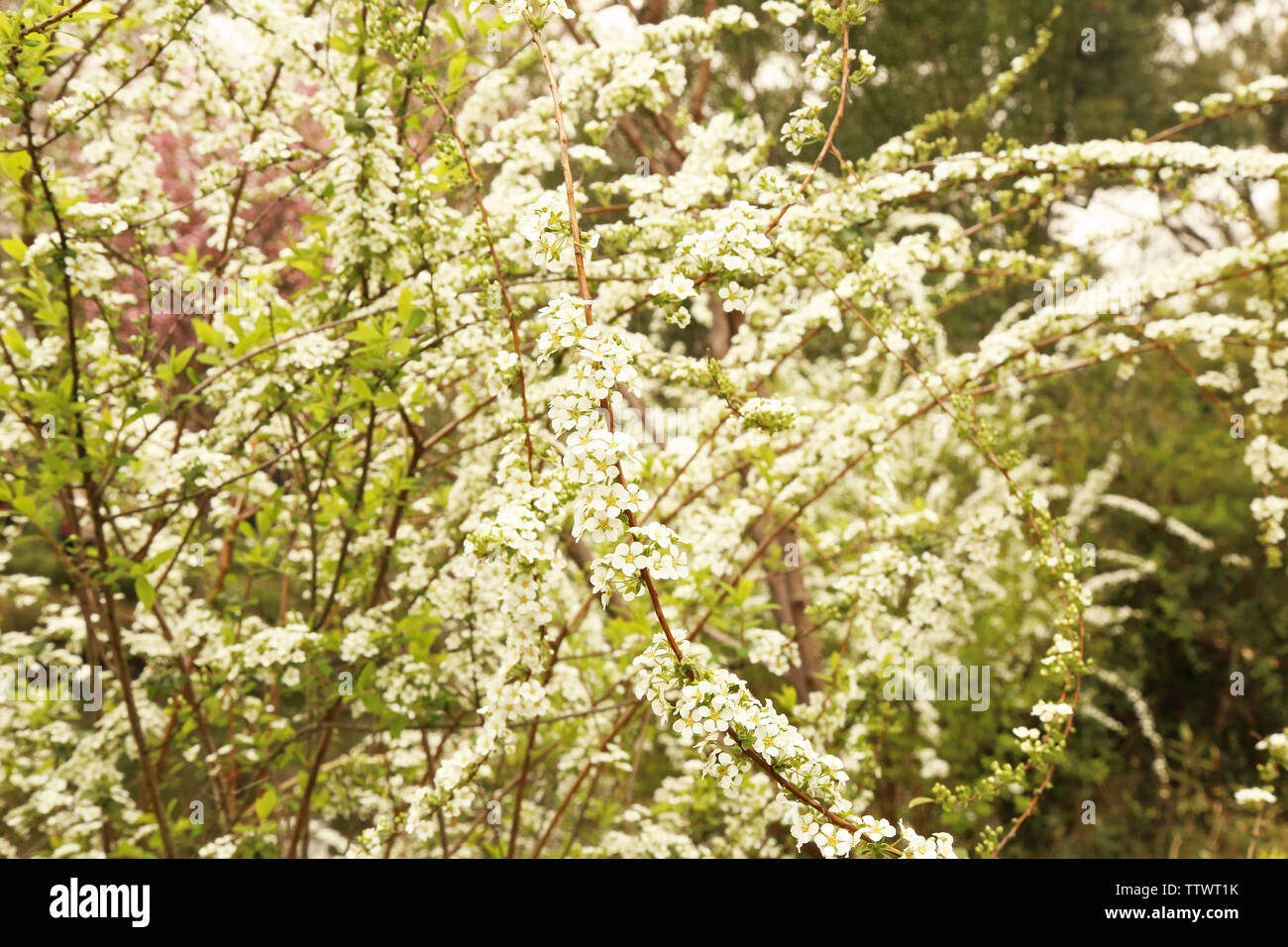 Spring in the gardens of Suzhou Stock Photo - Alamy