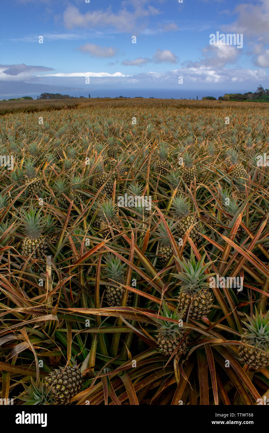 Pineapples growing in the field. Ready to be picked and eaten Stock ...