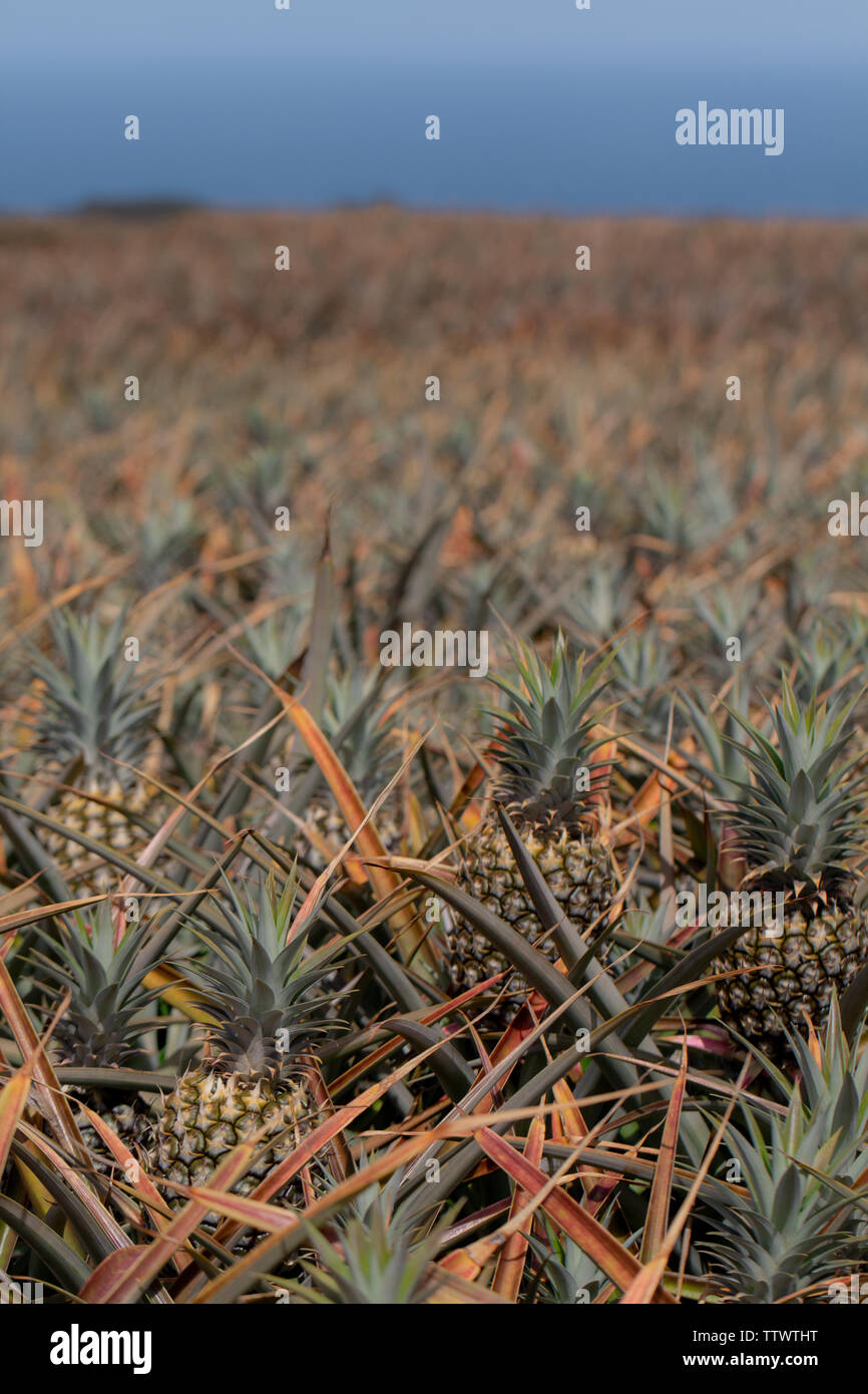 Pineapples growing in the field. Ready to be picked and eaten Stock ...